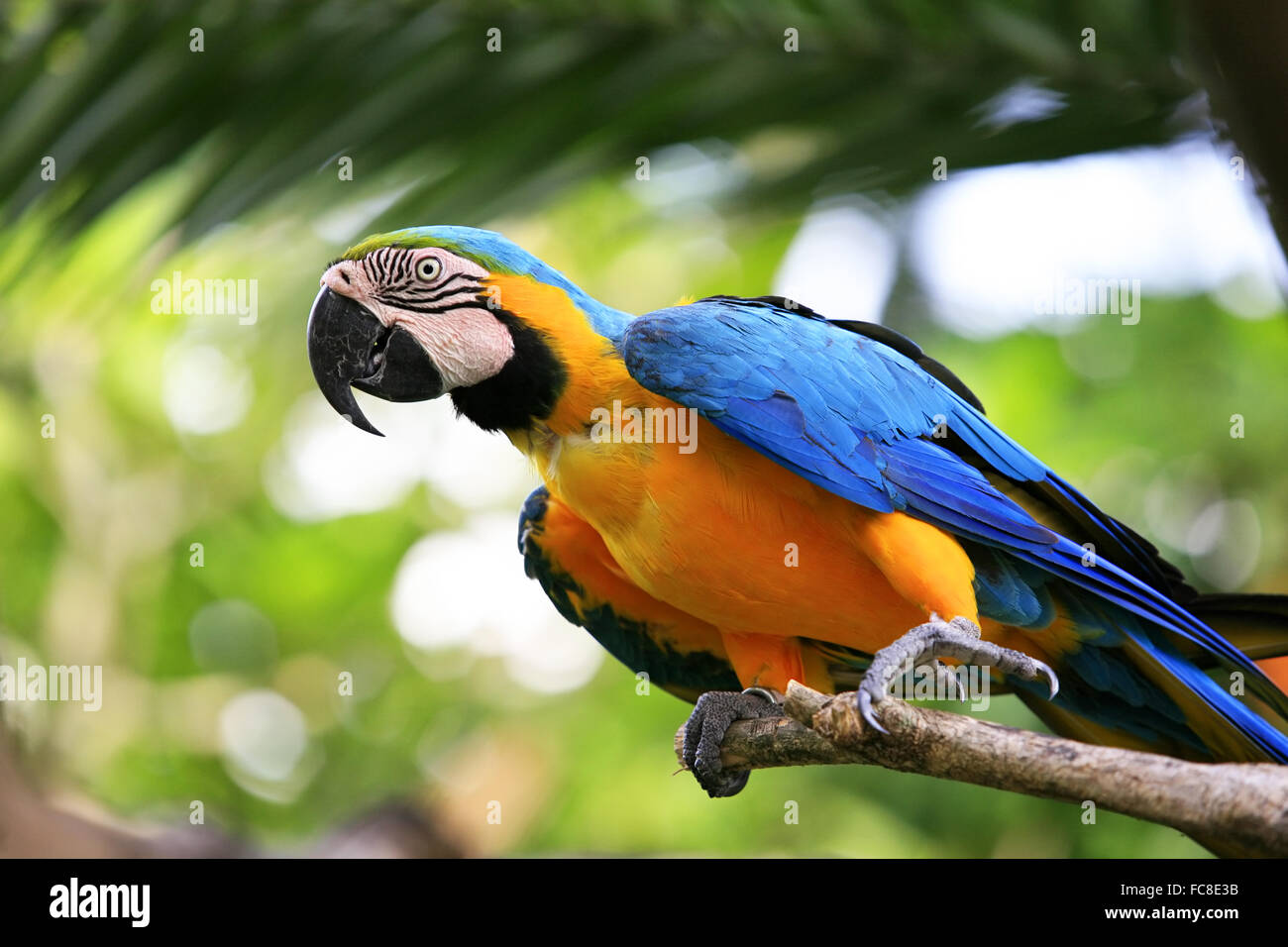 Parrot on a branch Stock Photo - Alamy