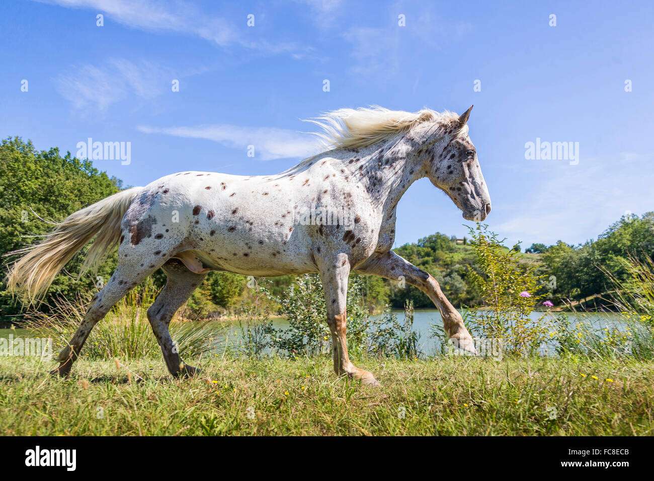 Criollo. Leopard-spotted gelding galloping on a pasture. Italy Stock ...