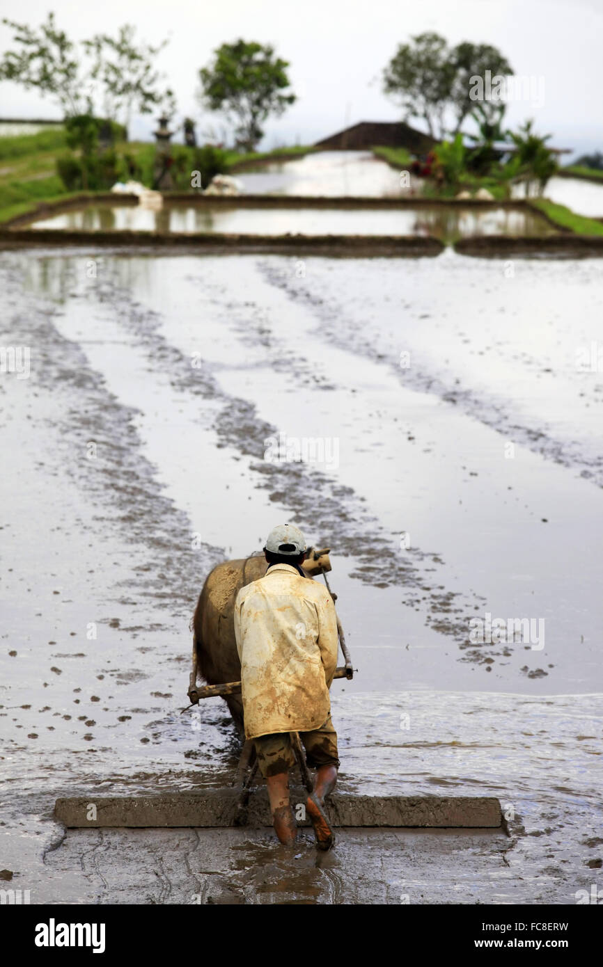Female asian farmer hi-res stock photography and images - Alamy