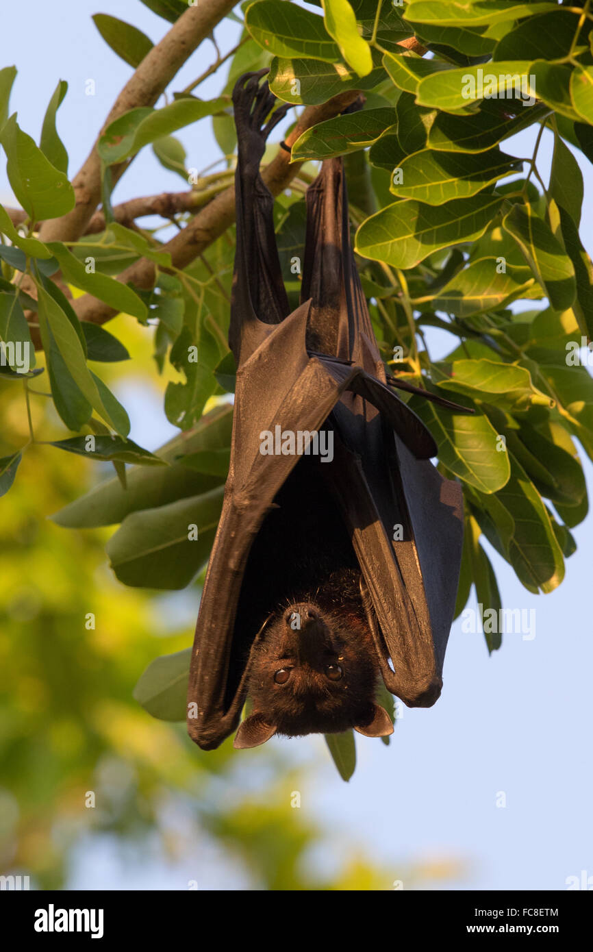 Black Flying-fox (Pteropus alecto) hanging from a branch during daytime ...