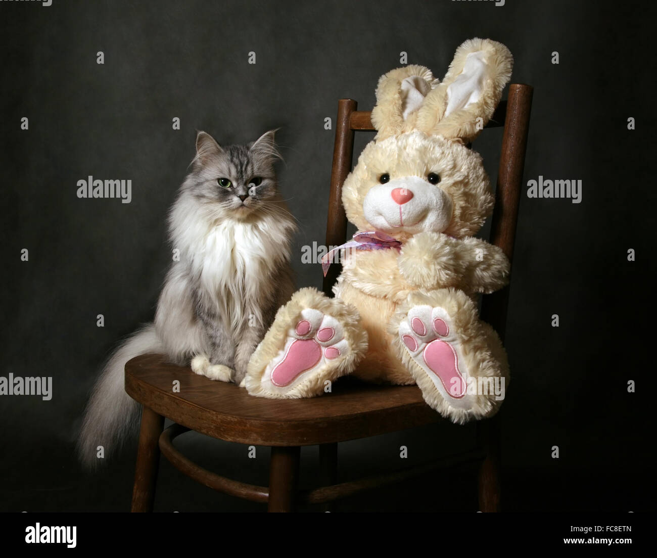 Cat on a chair hi-res stock photography and images - Alamy