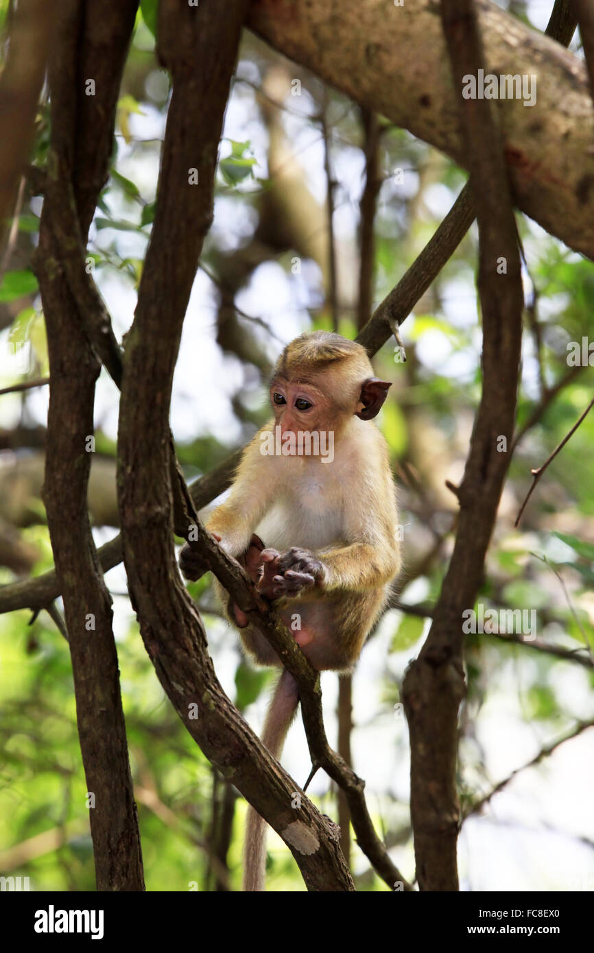 Child of monkeys Stock Photo - Alamy