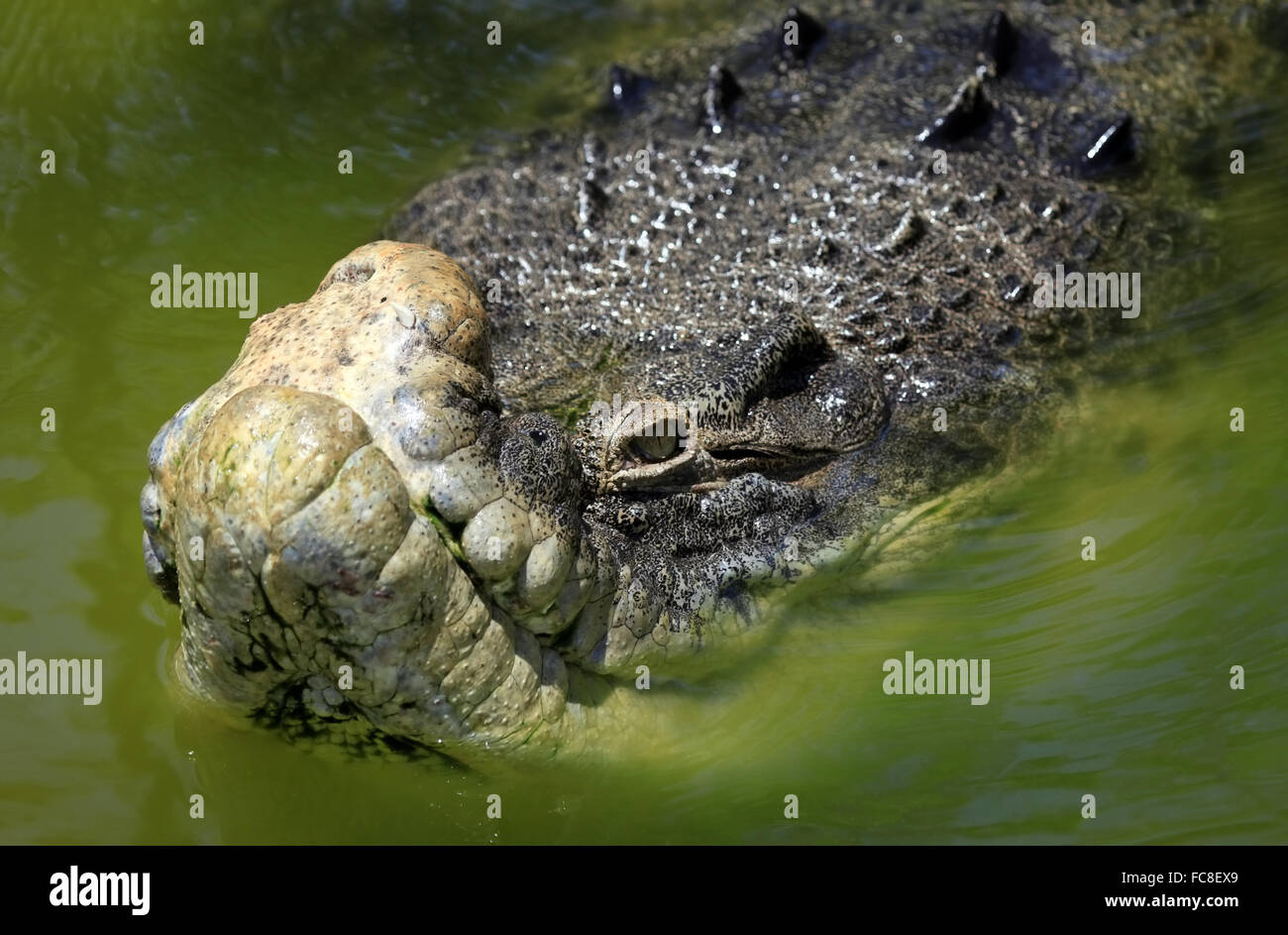 Bujang hi-res stock photography and images - Alamy