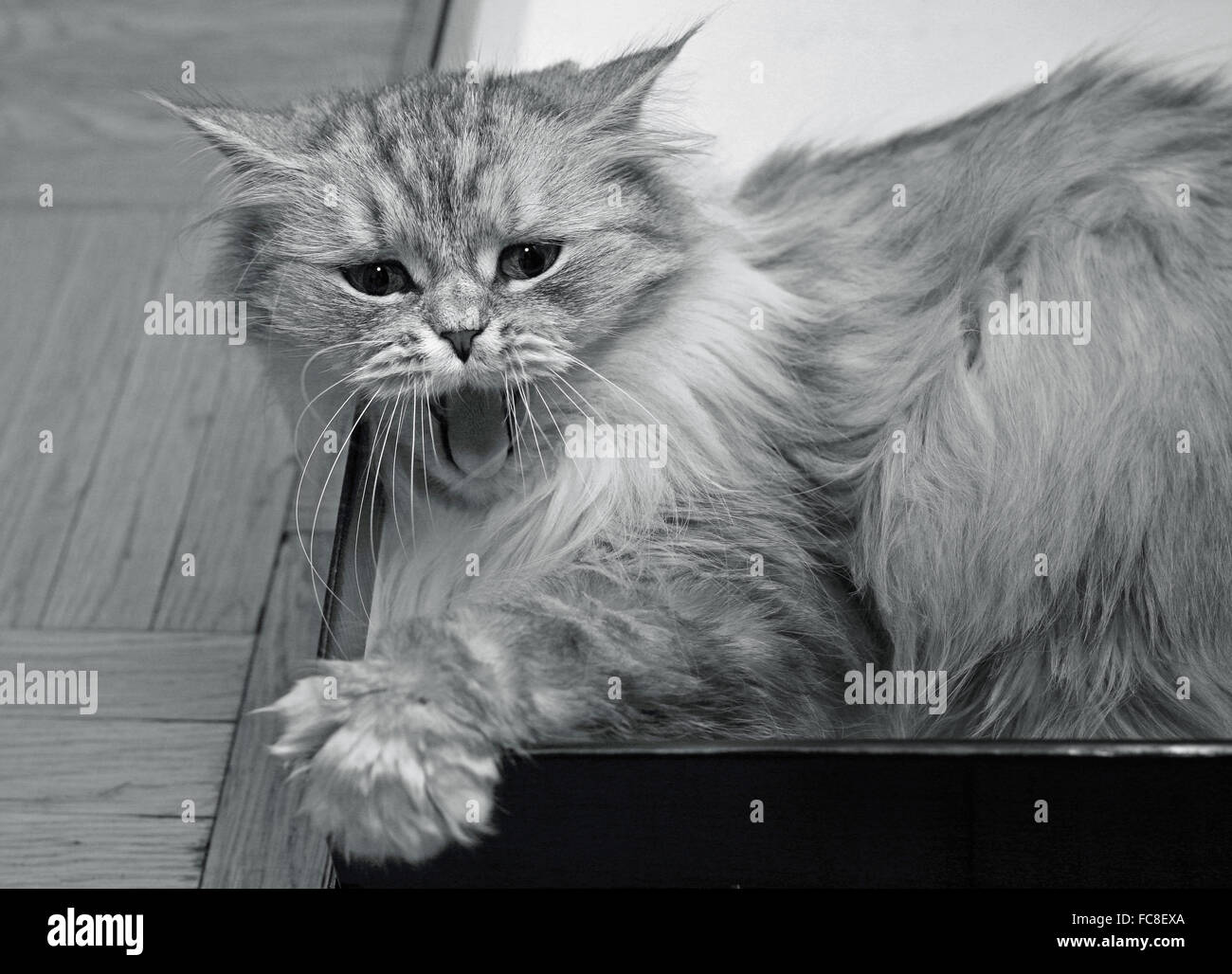 Kitten yawning hi-res stock photography and images - Alamy