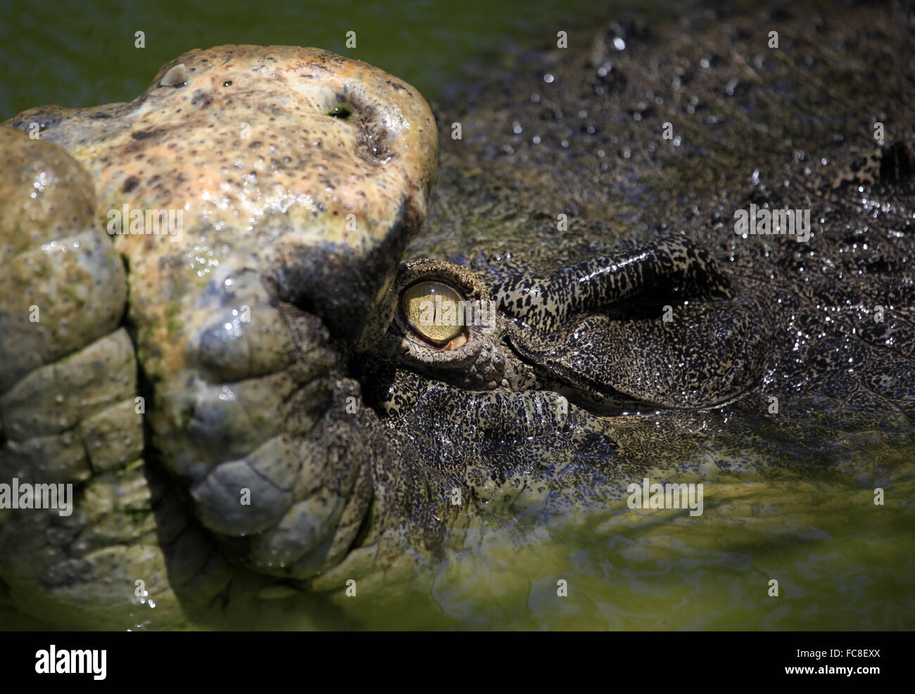 Bujang High Resolution Stock Photography and Images - Alamy