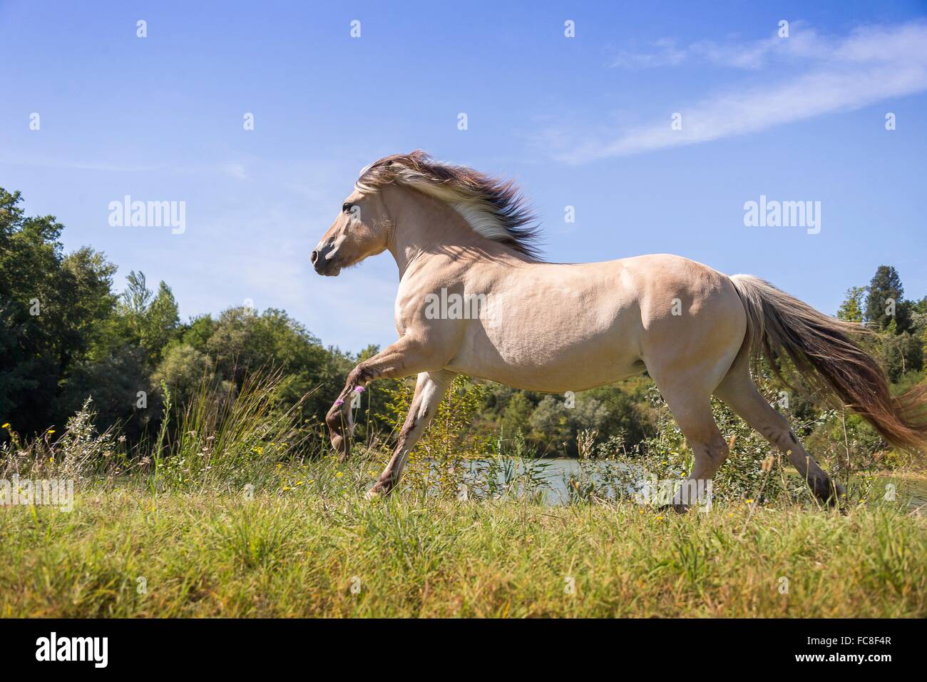 Norwegian Fjord Horse. Dun adult galloping on a pasture. Italy Stock ...