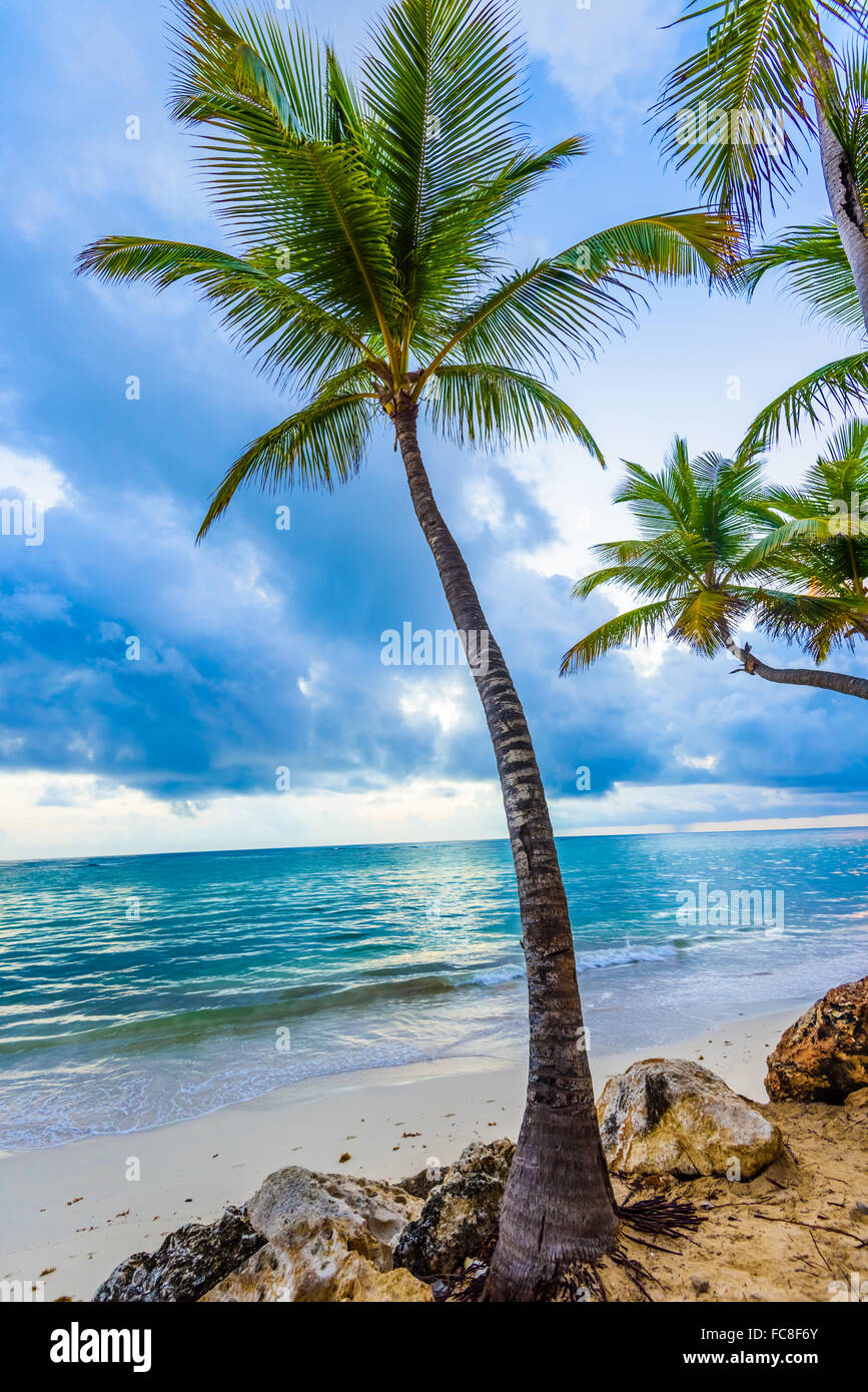 Palm Ocean Sky Stock Photo - Alamy