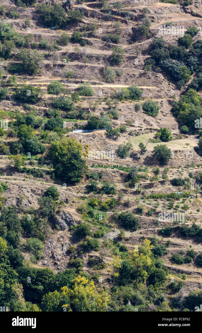 Spain terraced terraces olive hi-res stock photography and images - Alamy