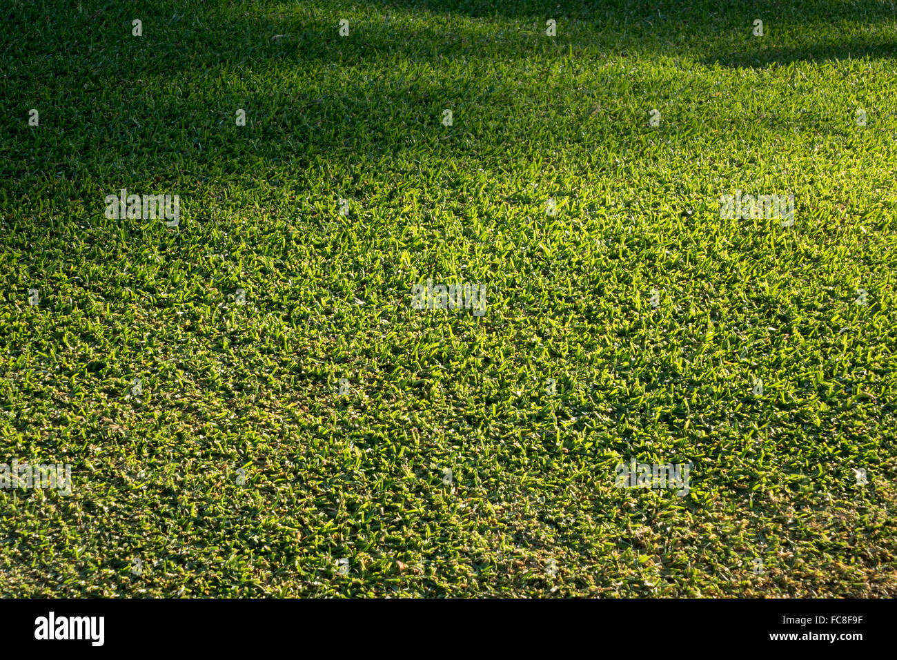 Green cut mown grass hi-res stock photography and images - Alamy