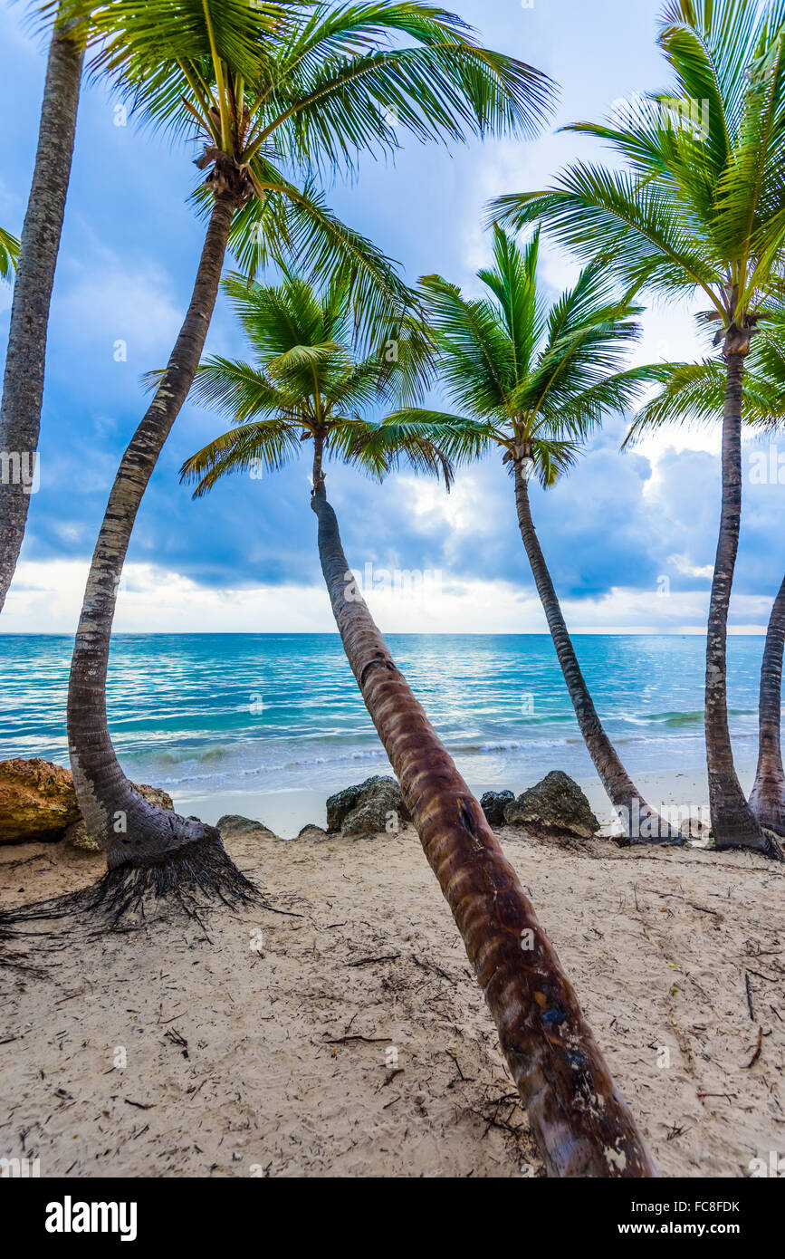 Palm Ocean Sky Stock Photo - Alamy