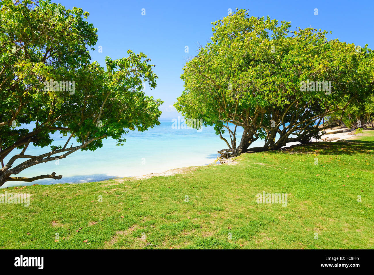 Ocean coastline with trees Stock Photo - Alamy