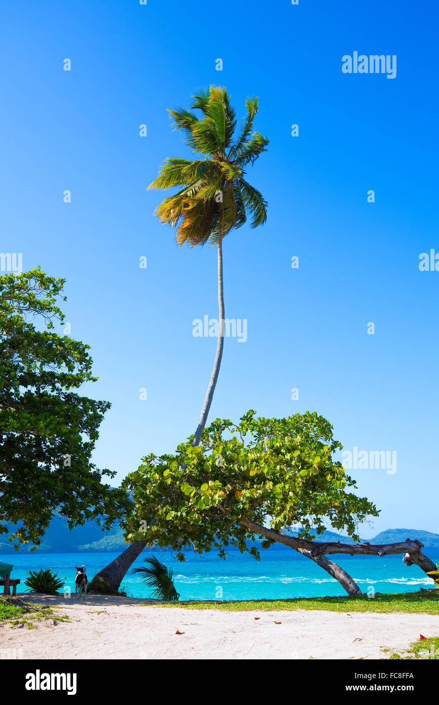 Palm Ocean Sky Stock Photo - Alamy