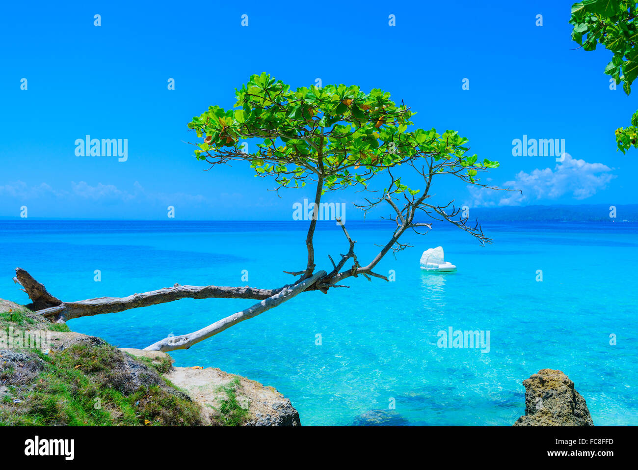 Ocean trees hi-res stock photography and images - Alamy