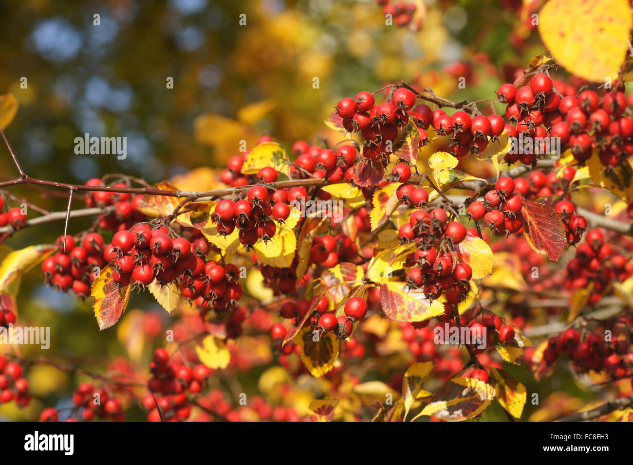 Cockspur Hawthorn Crataegus Crus Galli High Resolution Stock ...