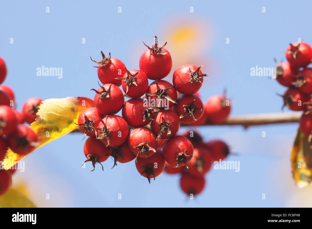 Cockspur hawthorn crataegus crus galli hi-res stock photography and ...