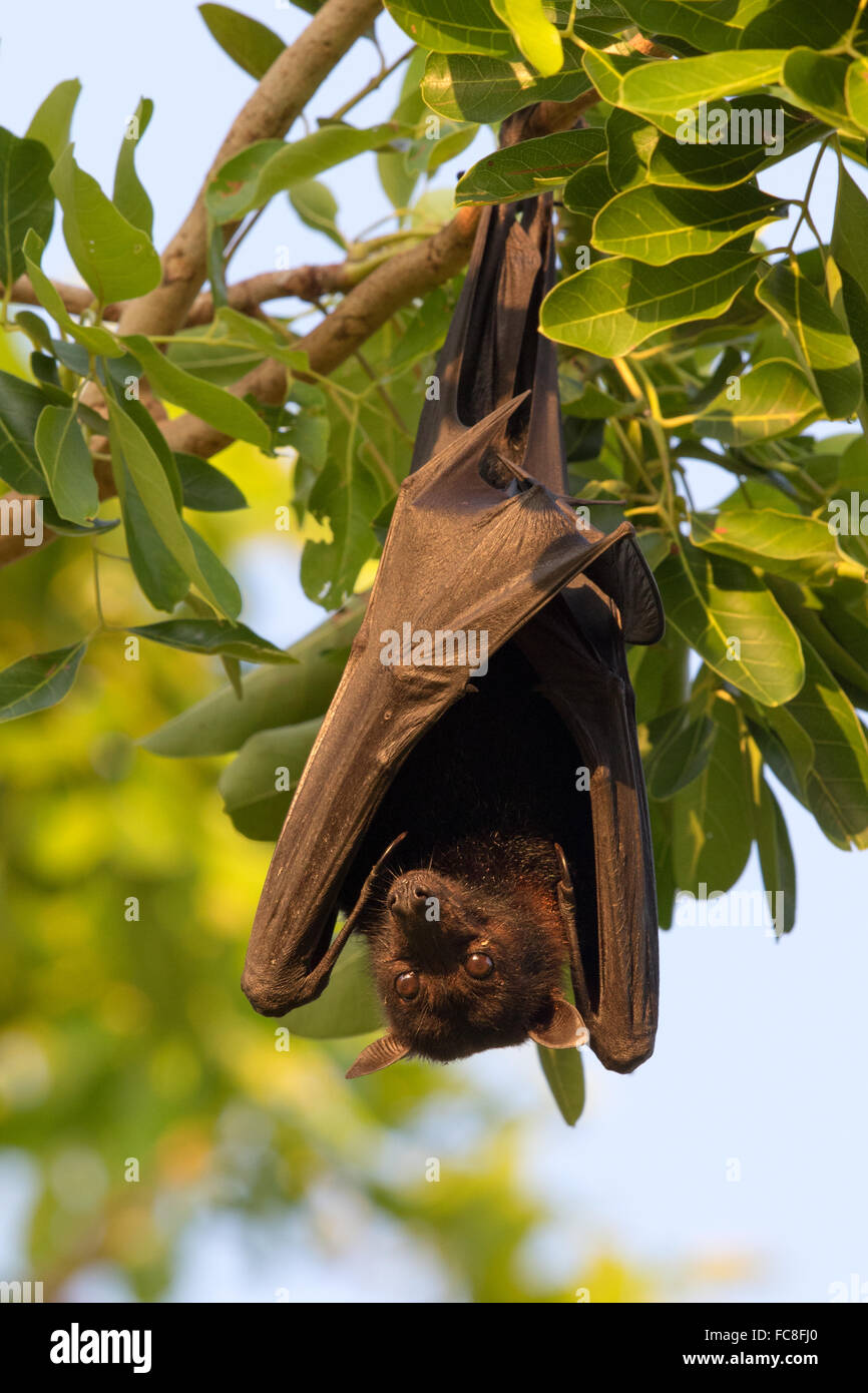 Fruitbat hi-res stock photography and images - Alamy