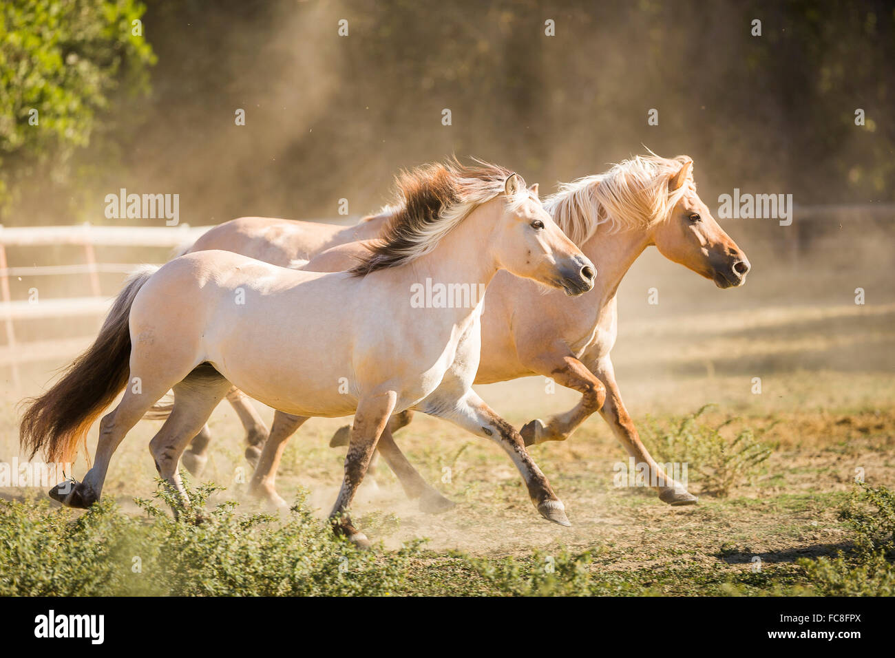 Norwegian Fjord Horse. Two adults trotting on a pasture. Italy Stock ...
