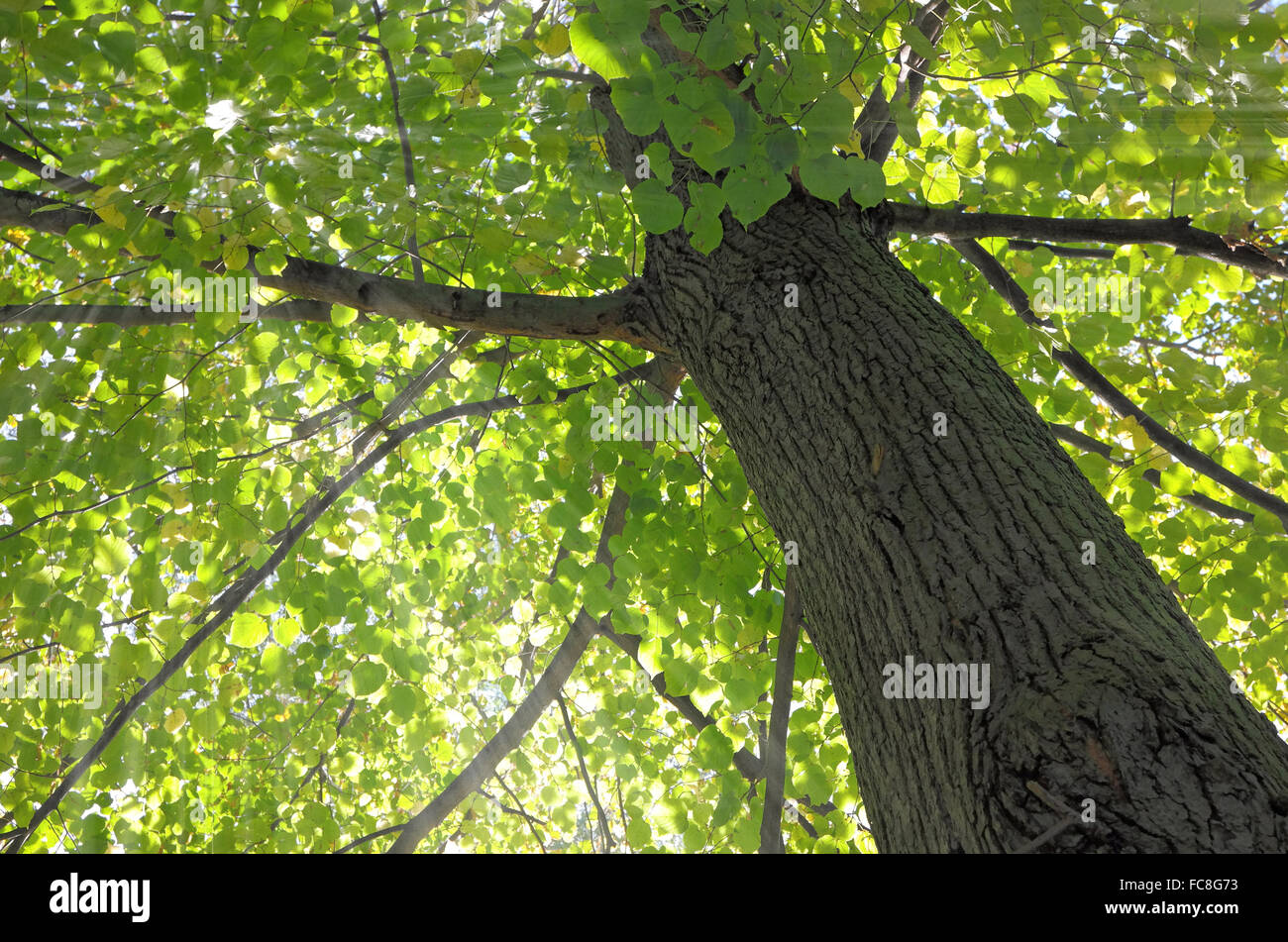 Old Tree in the Summer Sunlight Stock Photo - Alamy