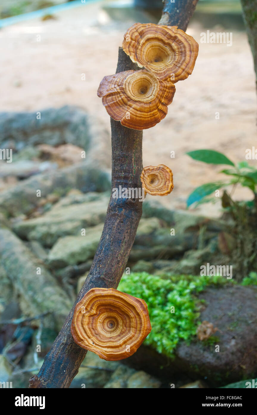 Xanthopus mushroom growth hi-res stock photography and images - Alamy
