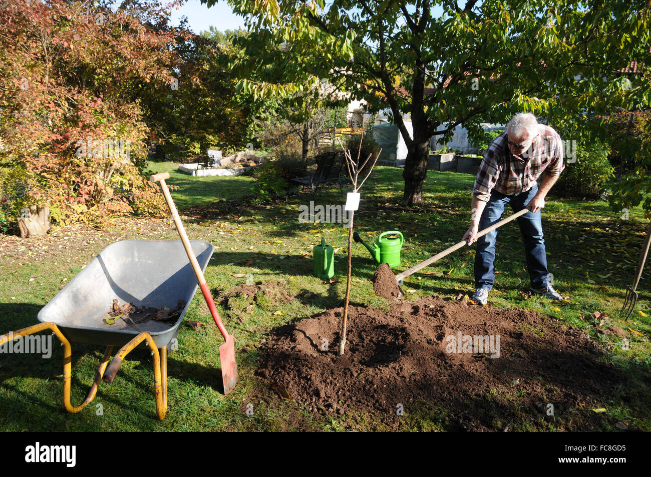 Sweet cherry tree, planting Stock Photo - Alamy