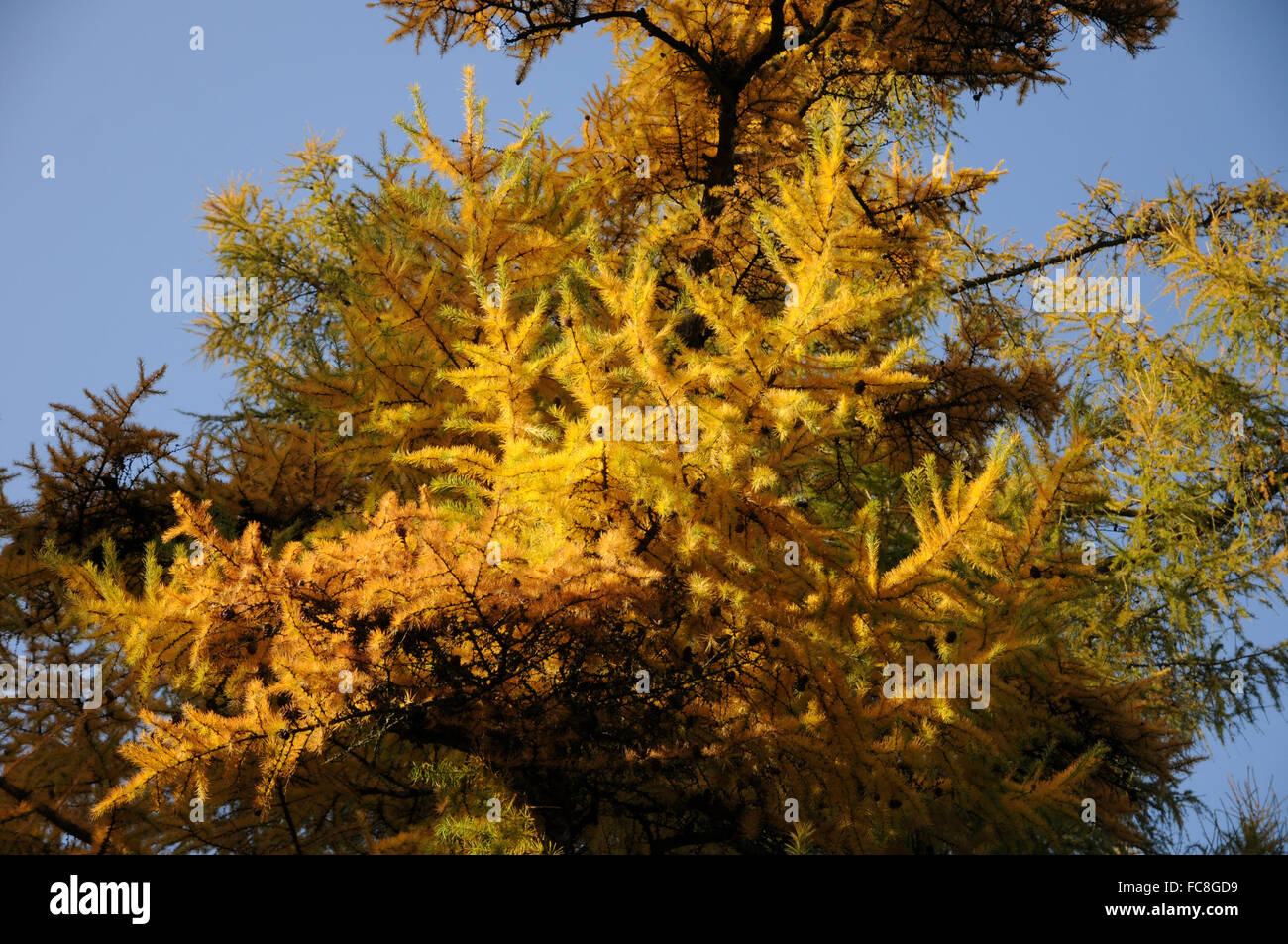 Japanese larches larix kaempferi hi-res stock photography and images ...