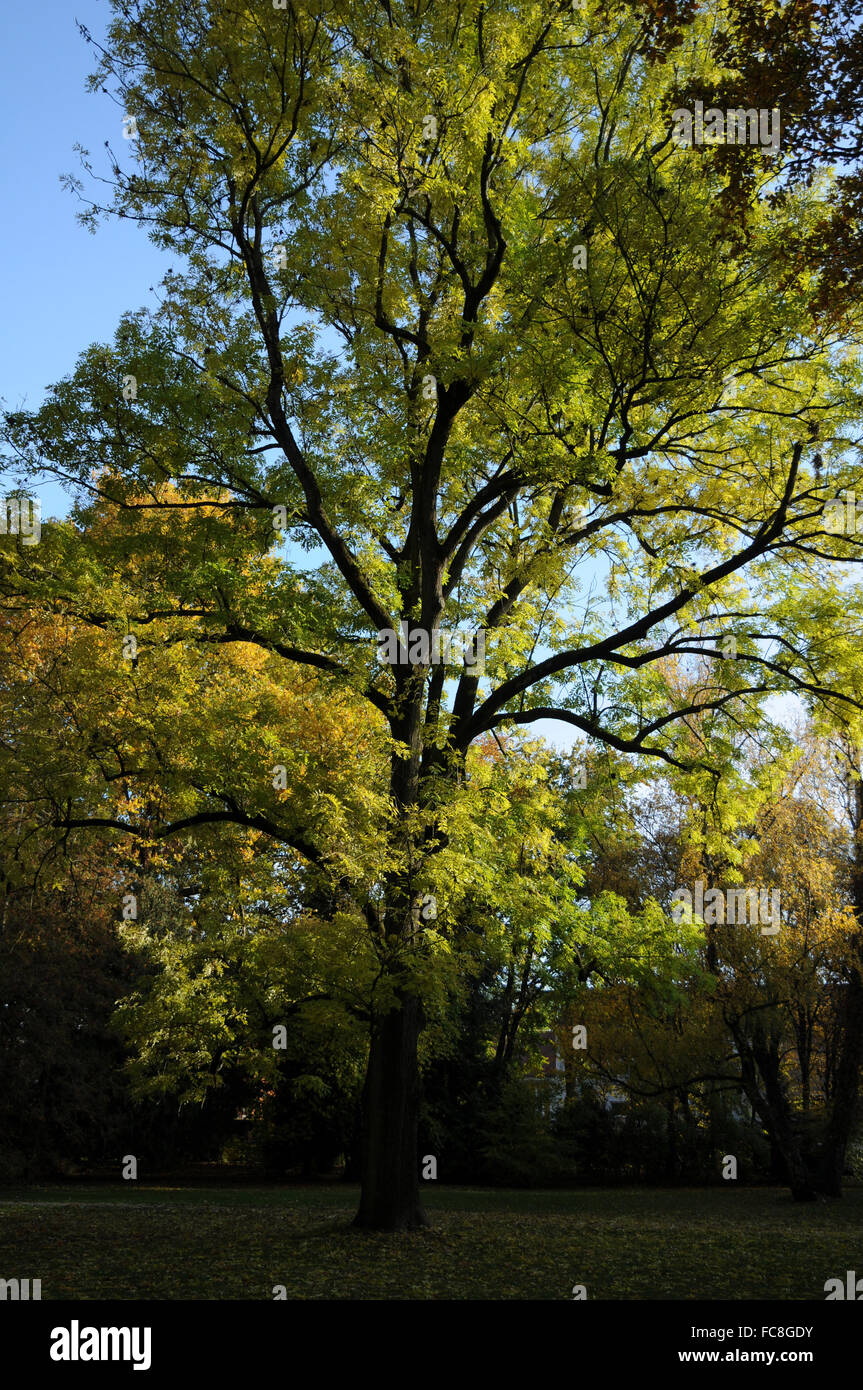 Indian ash tree hi-res stock photography and images - Alamy