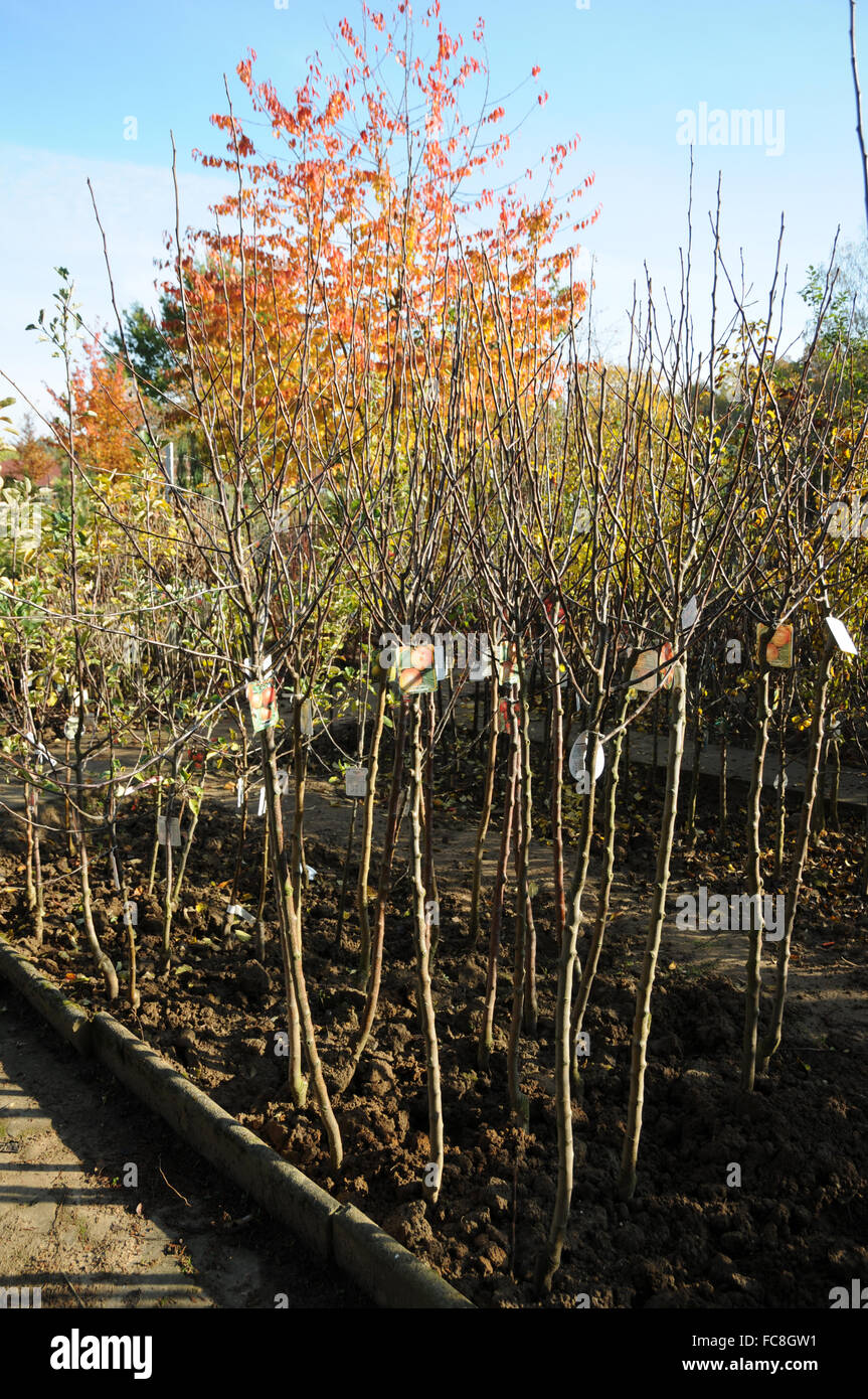 Apple trees with fall colors hi-res stock photography and images - Alamy