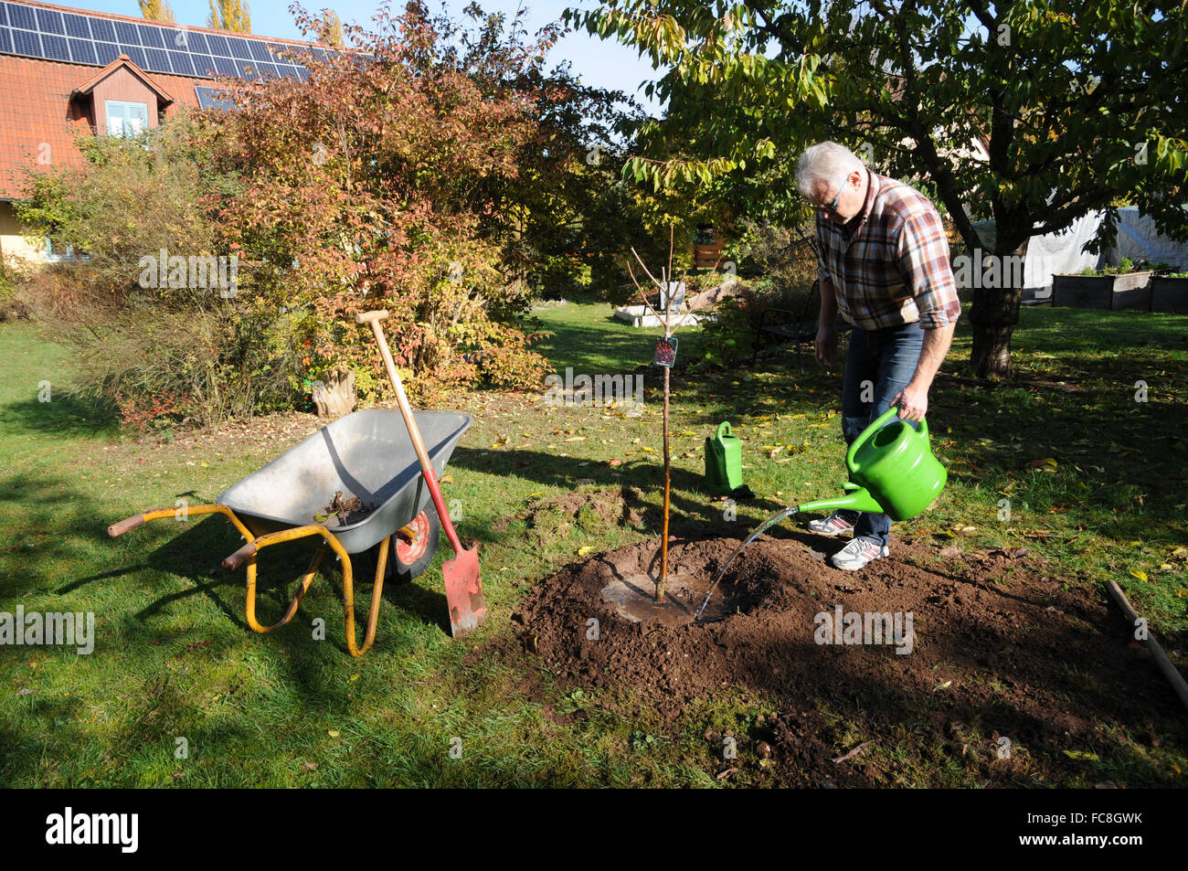 Sweet cherry tree planting hi-res stock photography and images - Alamy