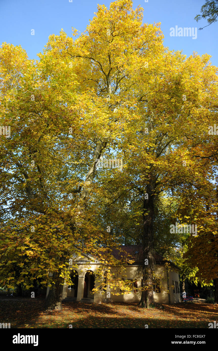 Indian plane tree hi-res stock photography and images - Alamy