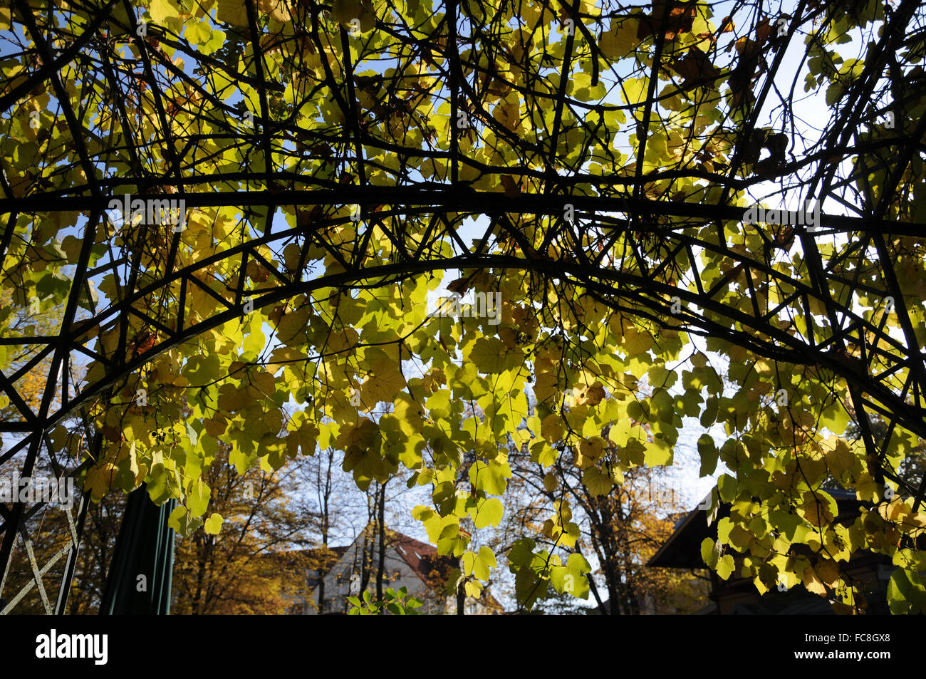 Fox grape hi-res stock photography and images - Alamy