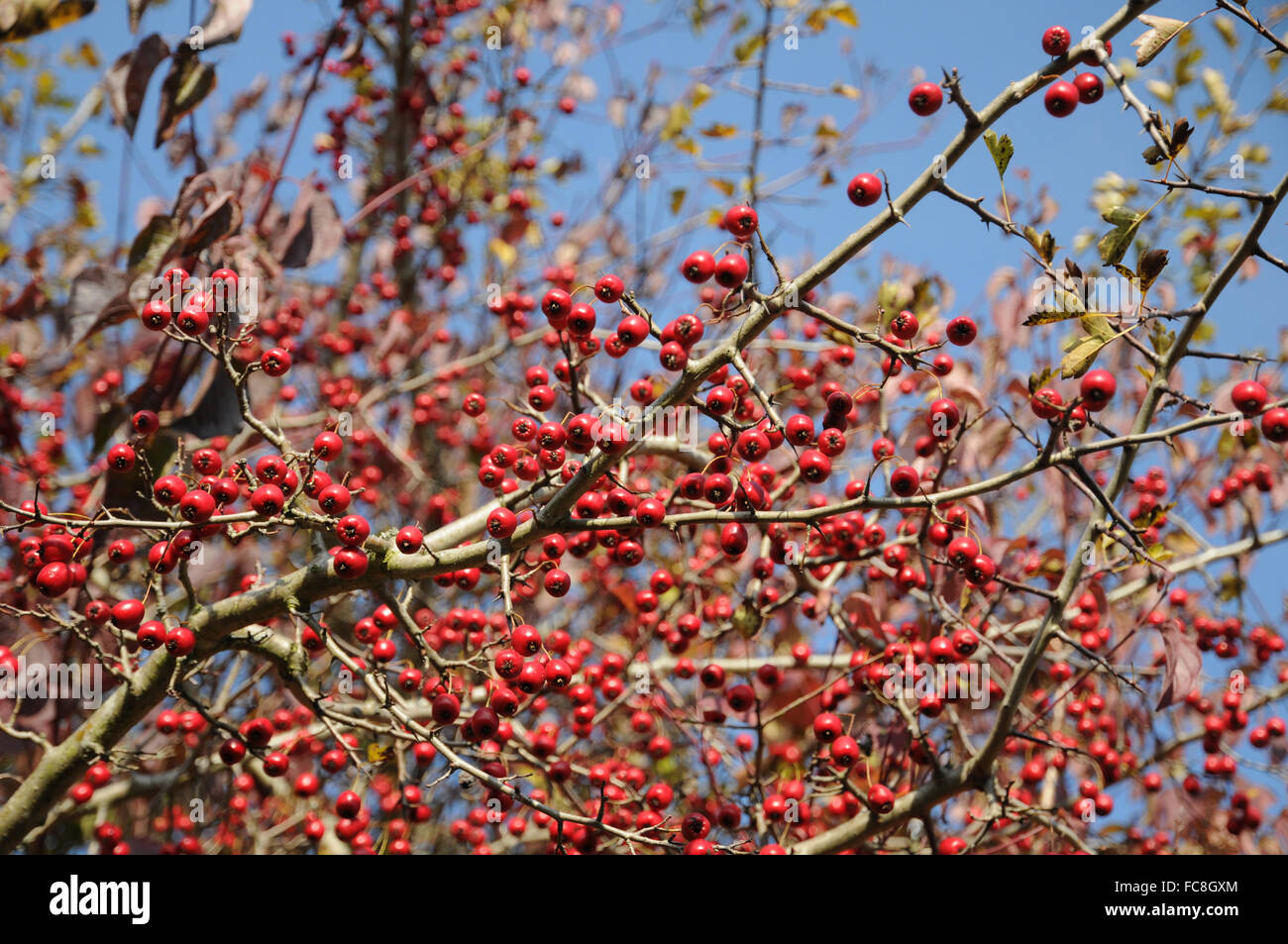 Midland Hawthorn Tree Stock Photos & Midland Hawthorn Tree Stock Images ...