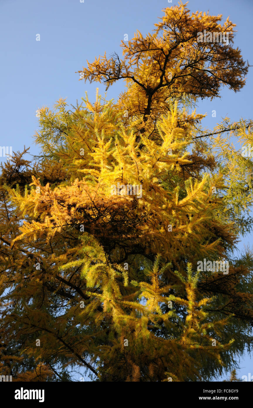 Japanese larch hi-res stock photography and images - Alamy