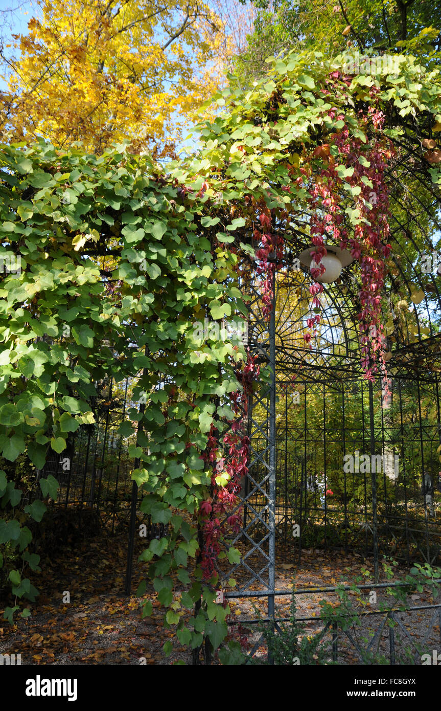 Fox grape hi-res stock photography and images - Alamy