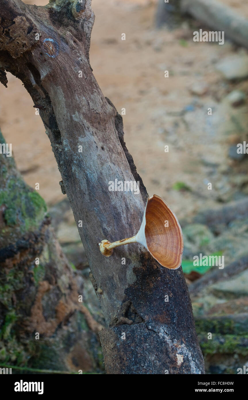 Xanthopus mushroom growth hi-res stock photography and images - Alamy