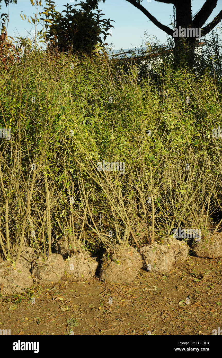 Privet, root bales Stock Photo - Alamy