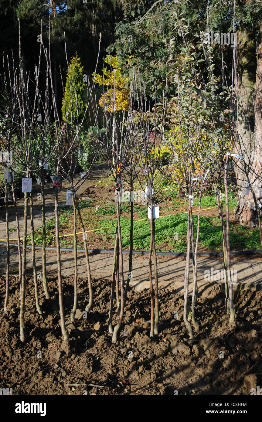 Apple tree with roots and leaves hi-res stock photography and images ...