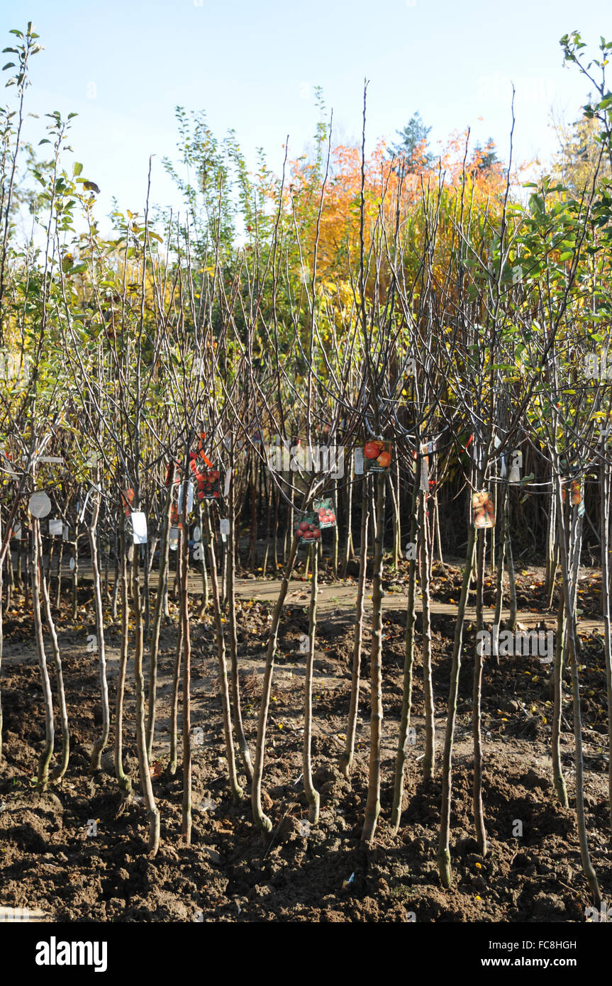 Apple tree with roots and leaves hi-res stock photography and images ...