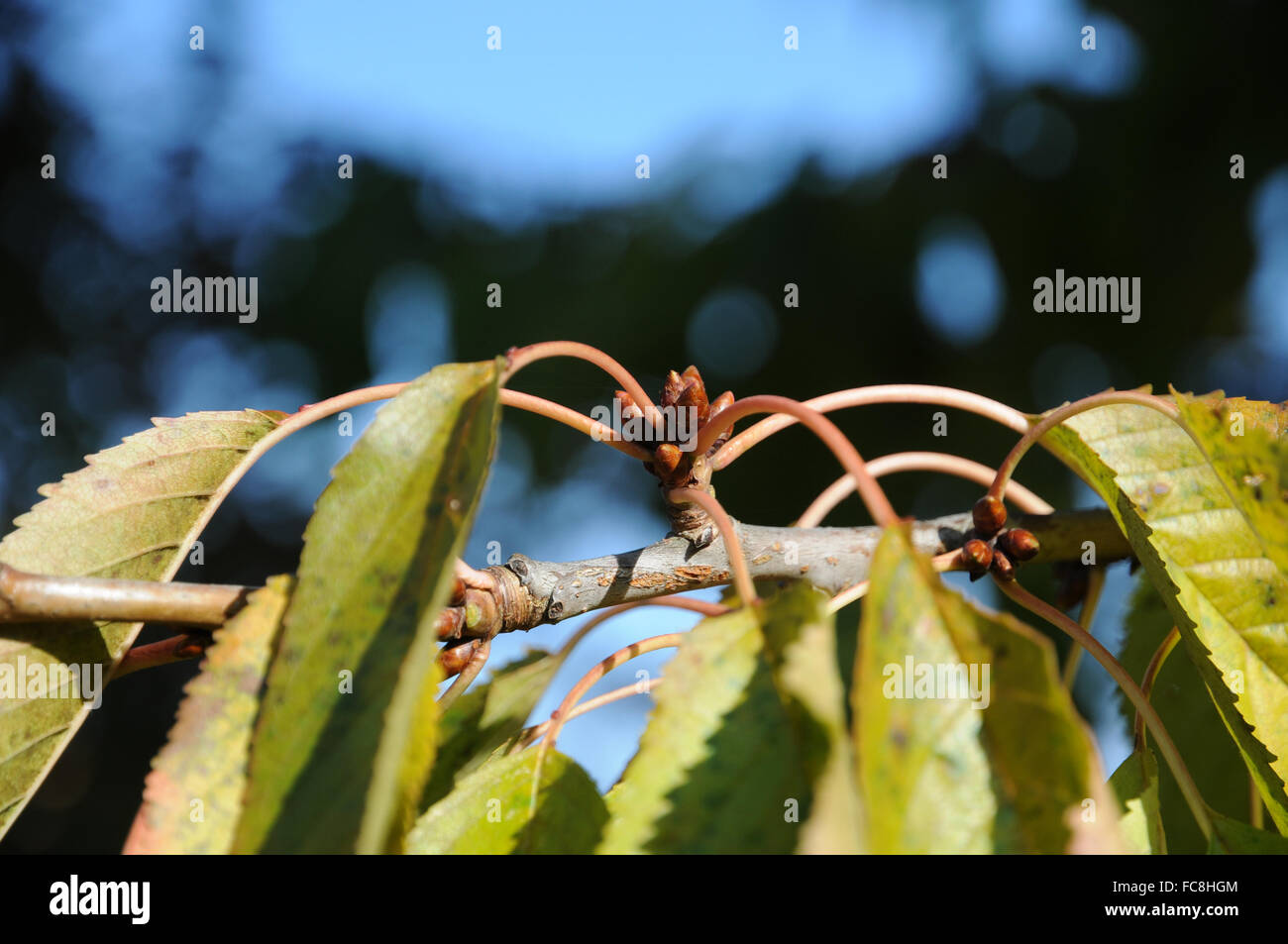 Sweet cherry tree Stock Photo - Alamy