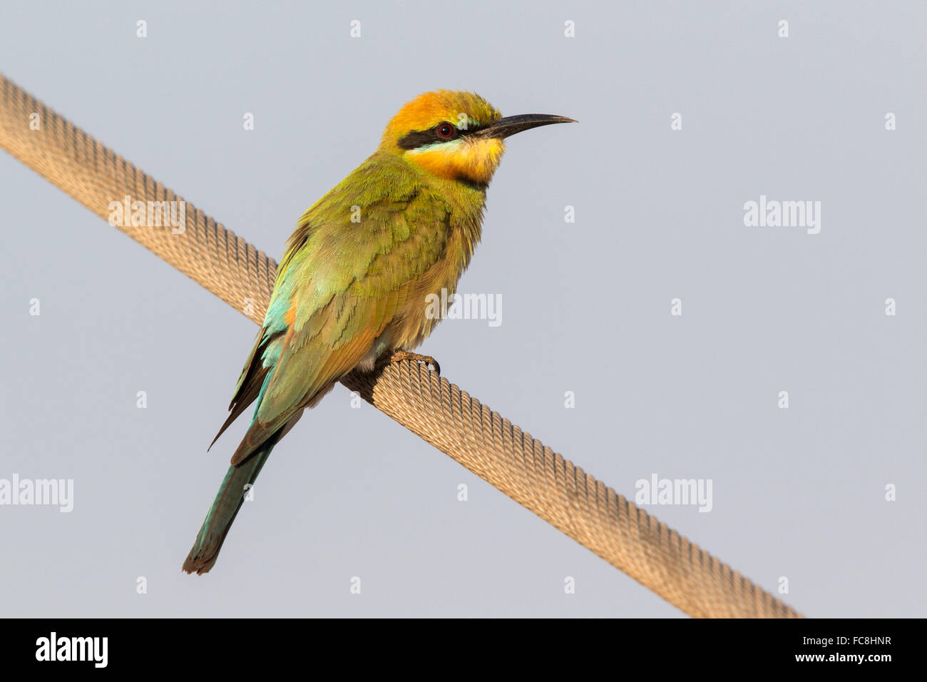 Australian rainbow bee eater hi-res stock photography and images - Alamy