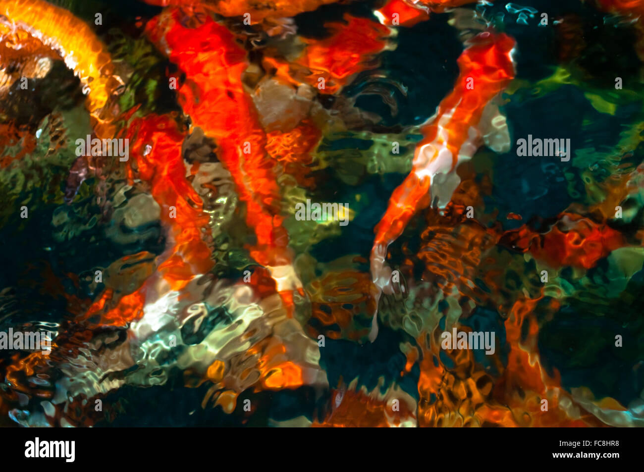 Rippled image of koi fish under water Stock Photo - Alamy
