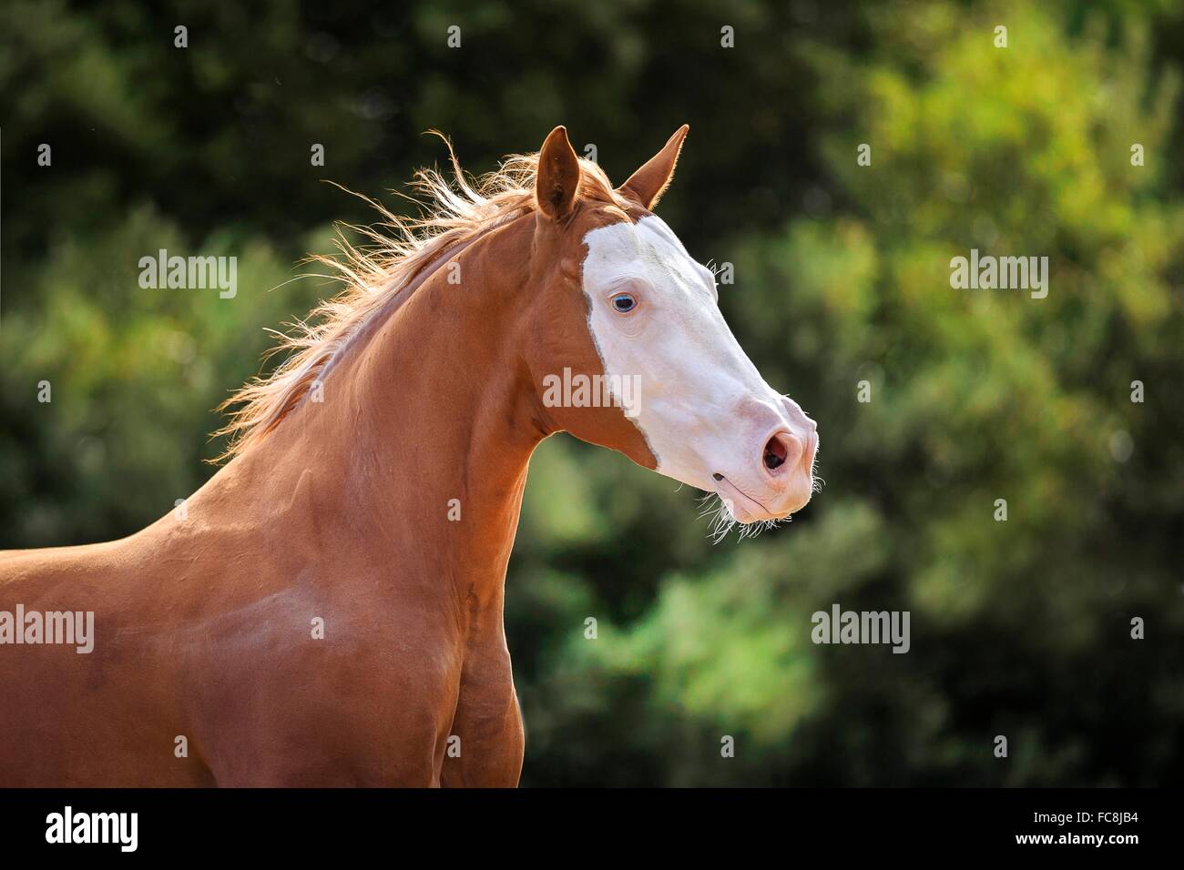 Chestnut paint hi-res stock photography and images - Alamy