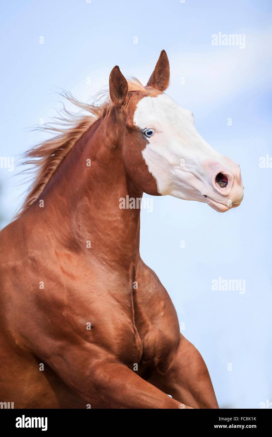 American paint horse action hi-res stock photography and images - Alamy