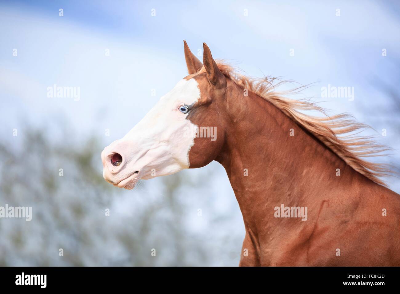 American paint horse action hi-res stock photography and images - Alamy