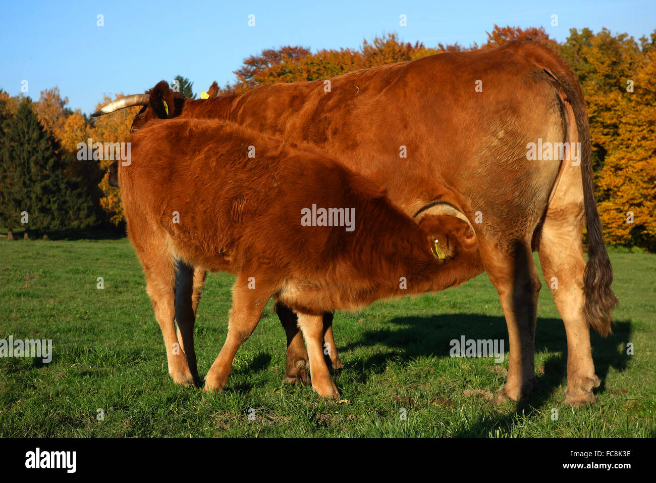 Milk cattle position hi-res stock photography and images - Alamy