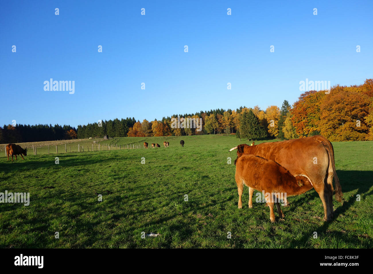 Limousin rinderzucht hi-res stock photography and images - Alamy