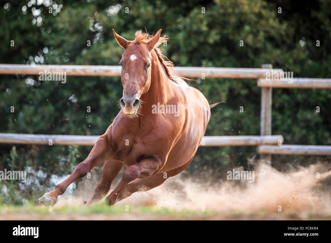 Chestnut Quarter Horse Jumping