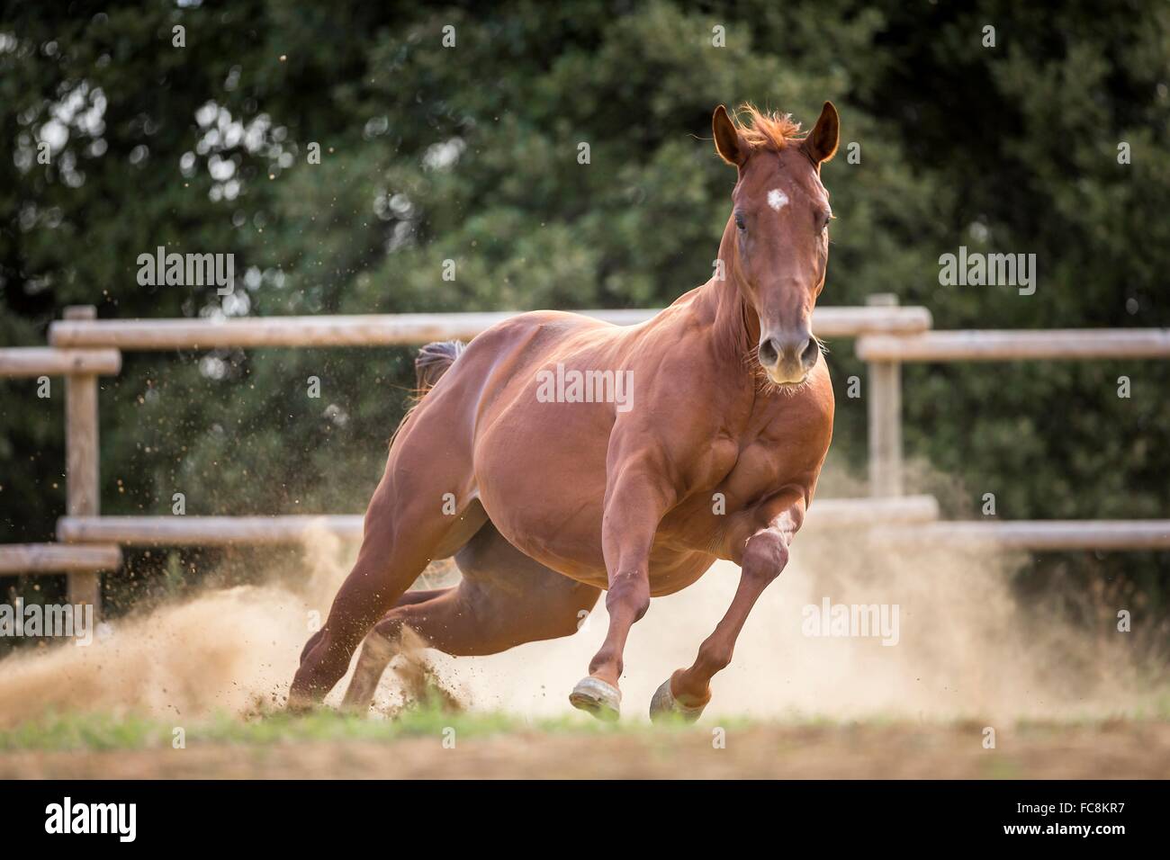 American Quarter Horse. Chestnut gelding galloping in a paddock. Italy ...