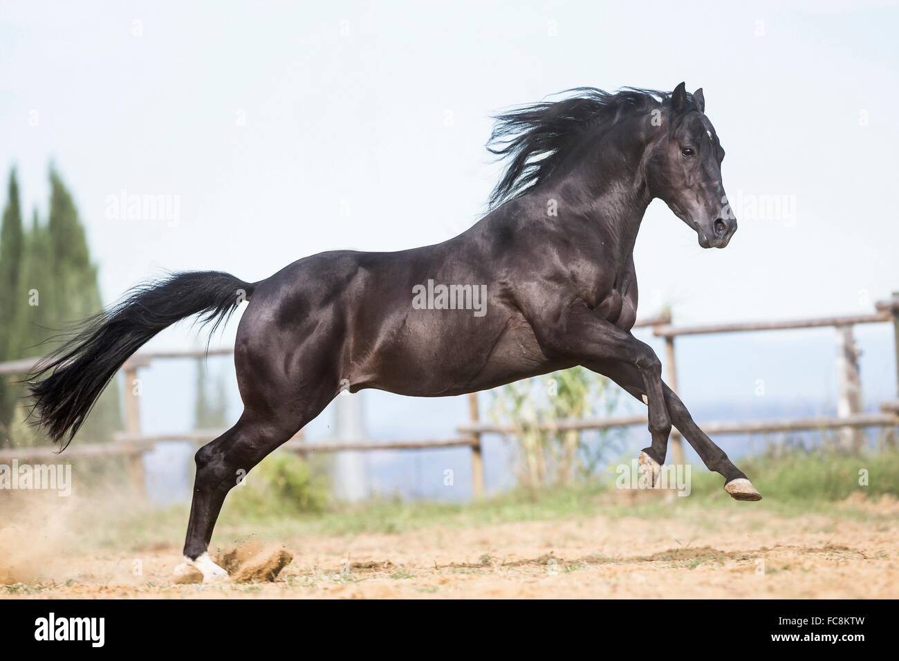 Black Quarter Horse Stallion Running