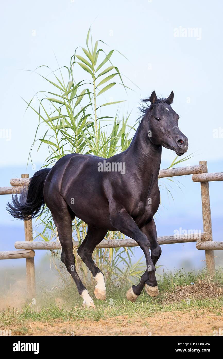 Black Quarter Horses Geldings