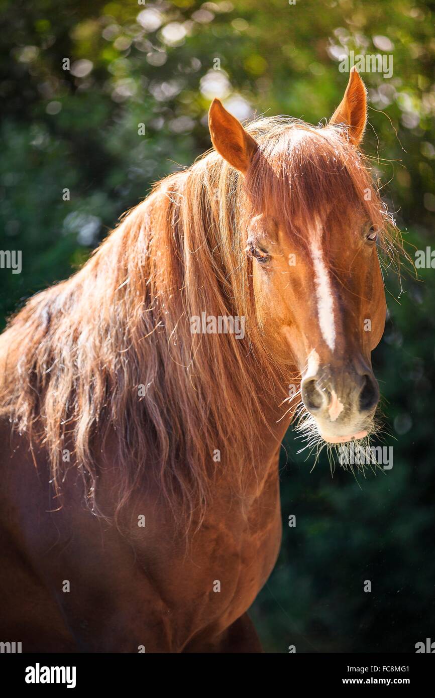 American Quarter Horse. Portrait of chestnut stallion. Italy Stock ...